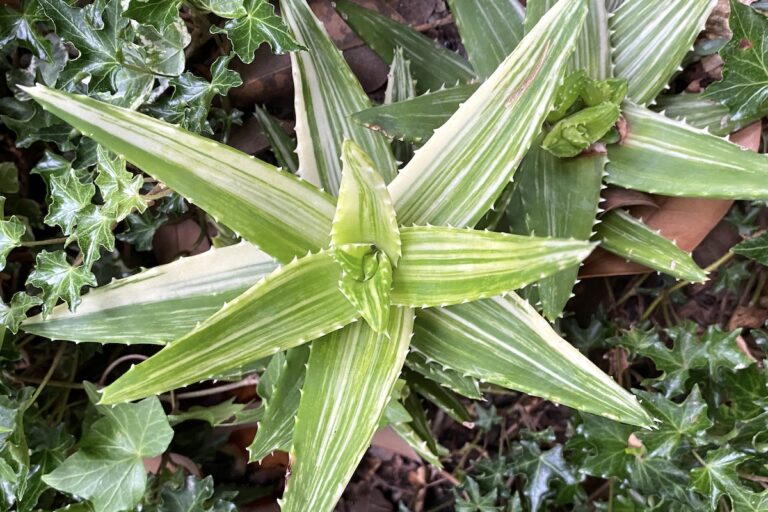 Succulents with Fibonacci Spirals