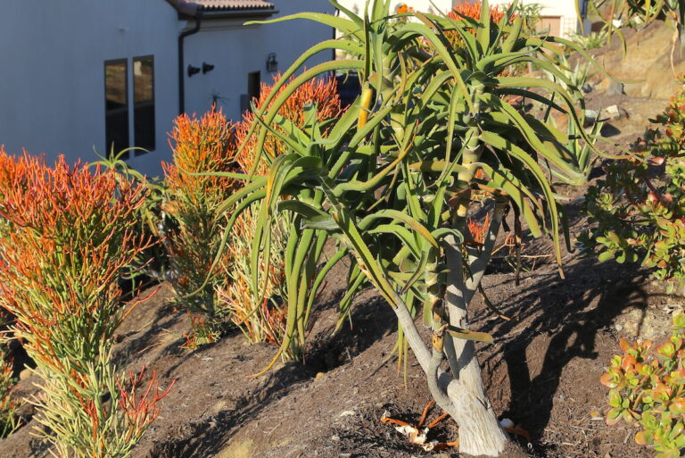 Carolyn's Dragon Tree Garden, Before-and-After - Debra Lee Baldwin