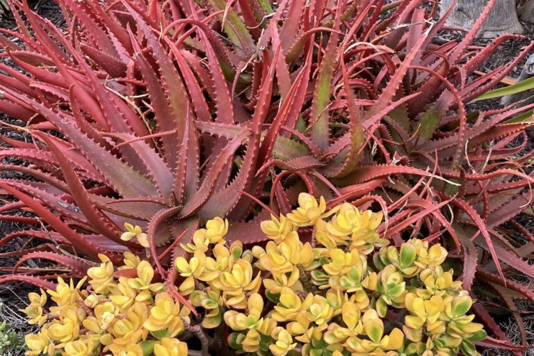 Carolyn's Dragon Tree Garden, Before-and-After - Debra Lee Baldwin