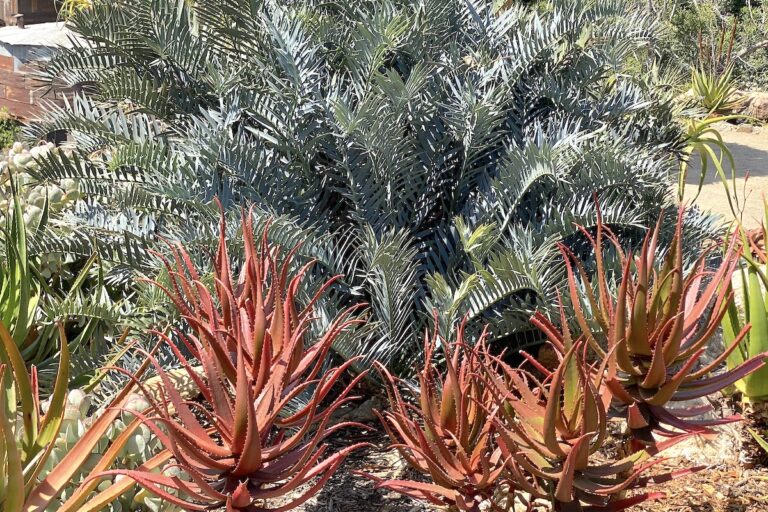 South African Succulents at the Safari Park Garden - Debra Lee Baldwin