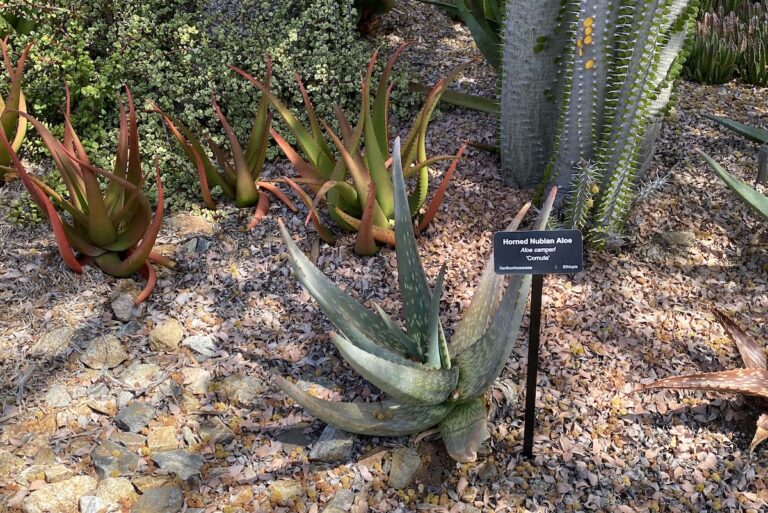 South African Succulents at the Safari Park Garden - Debra Lee Baldwin