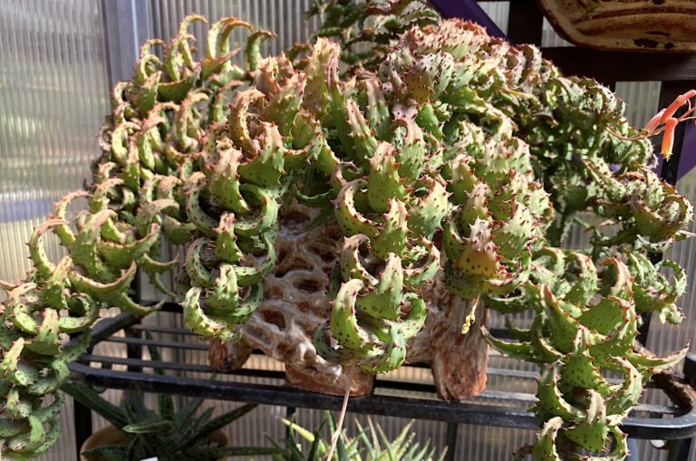 Wanda's Collection of Weird & Wonderful Plants - Debra Lee Baldwin