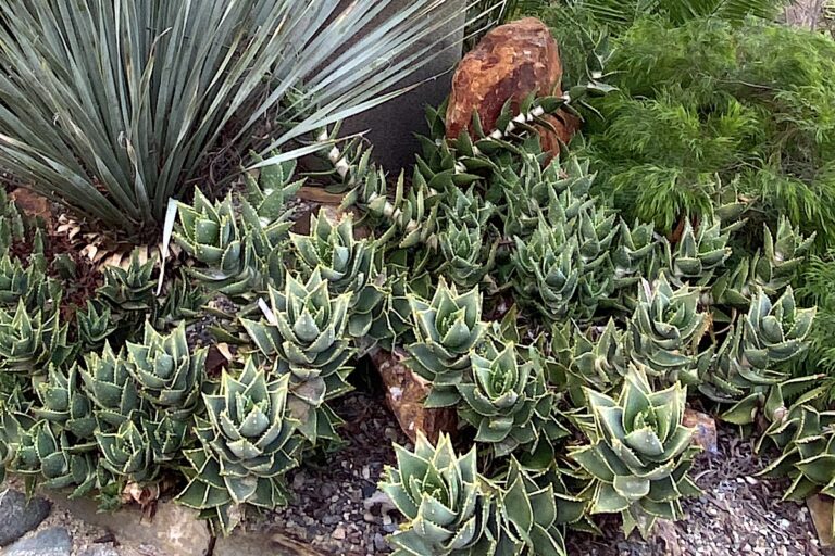 Carolyn's Dragon Tree Garden, Before-and-After - Debra Lee Baldwin