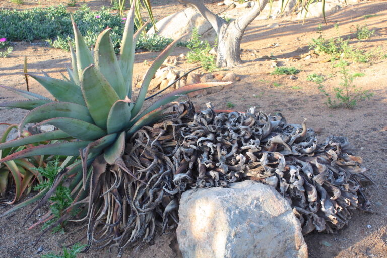 Oh No! My Succulent Fell Over! - Debra Lee Baldwin