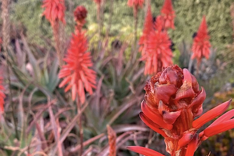 About Aloe arborescens (torch aloe) - Debra Lee Baldwin