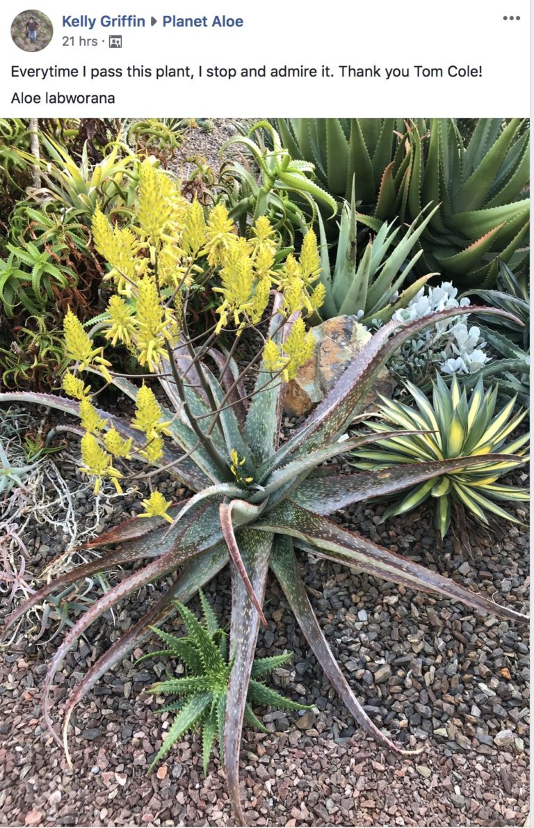 Tom Cole's Remarkable Rare Aloe Nursery - Debra Lee Baldwin