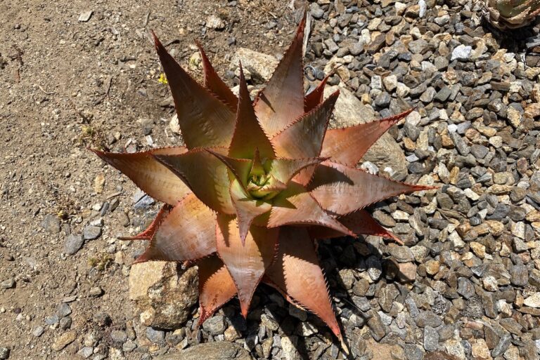 South African Succulents at the Safari Park Garden - Debra Lee Baldwin