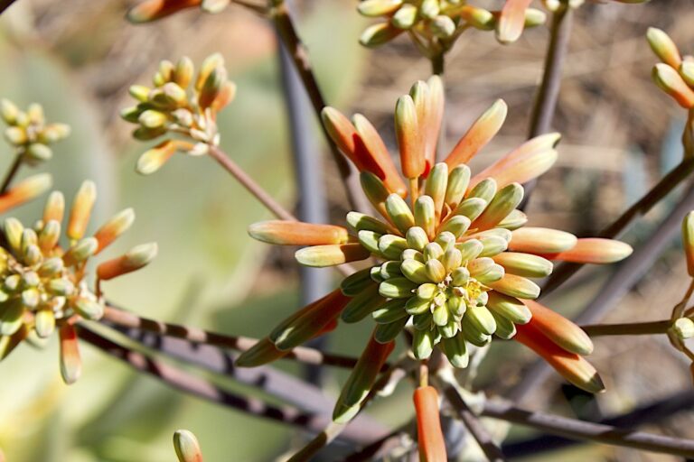 Succulents with Fibonacci Spirals