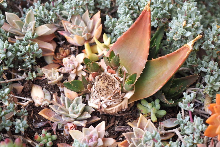 How to Manage Aloe Mite - Debra Lee Baldwin