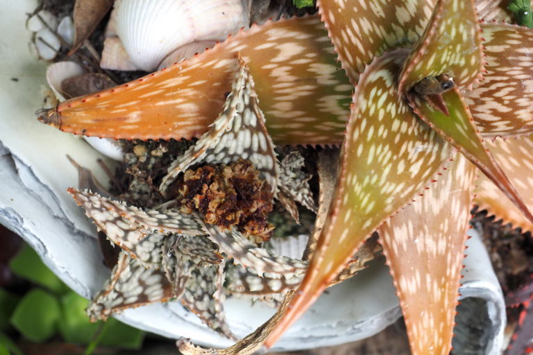 How to Manage Aloe Mite - Debra Lee Baldwin