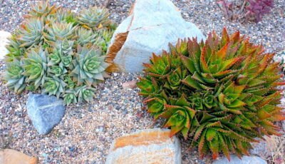 Dwarf Aloes Perfect for Pots - Debra Lee Baldwin