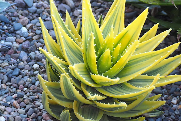 Carolyn's Dragon Tree Garden, Before-and-After - Debra Lee Baldwin