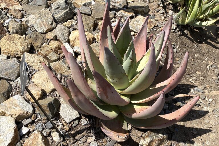 South African Succulents at the Safari Park Garden - Debra Lee Baldwin
