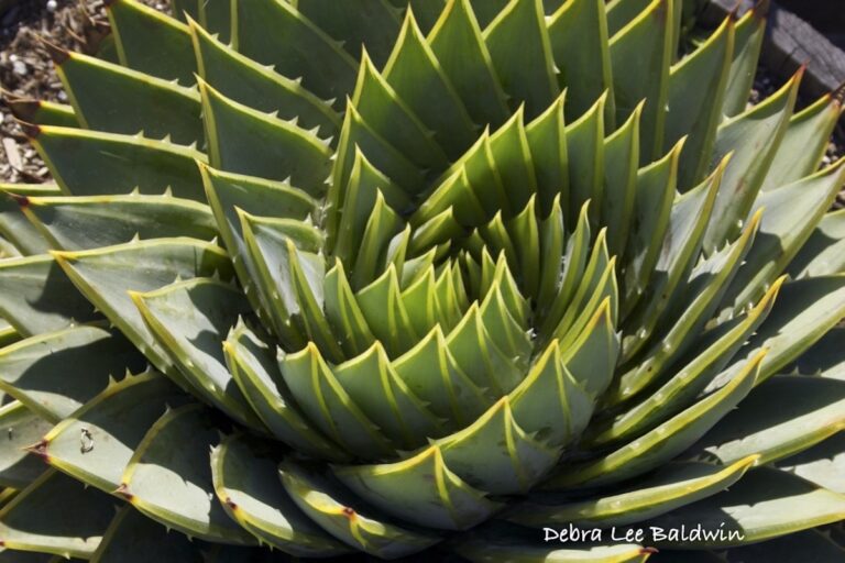 Succulents with Fibonacci Spirals