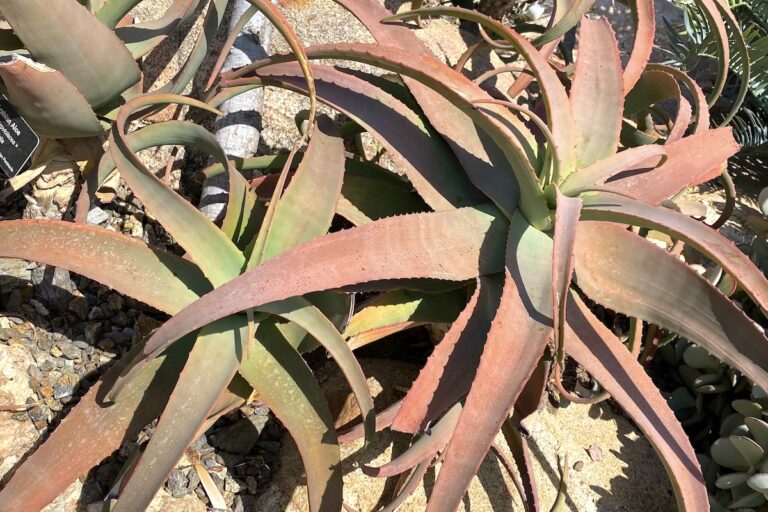 South African Succulents at the Safari Park Garden - Debra Lee Baldwin