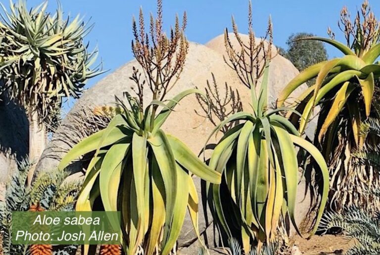 See Josh Allen's Rare Aloe & Cycad Nursery Near San Diego - Debra Lee ...