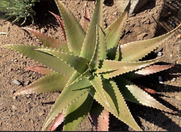 See Josh Allen's Rare Aloe & Cycad Nursery Near San Diego - Debra Lee ...