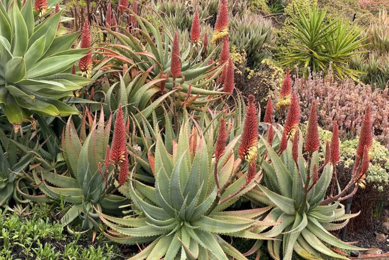 Create a "Flower" Bed with Rosette Succulents - Debra Lee Baldwin