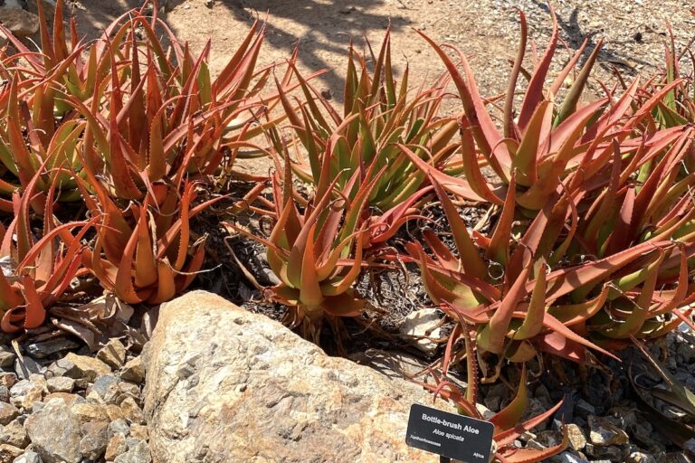South African Succulents at the Safari Park Garden - Debra Lee Baldwin