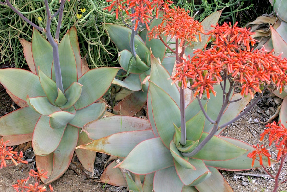 Aloe striata (Coral aloe) | Debra Lee Baldwin