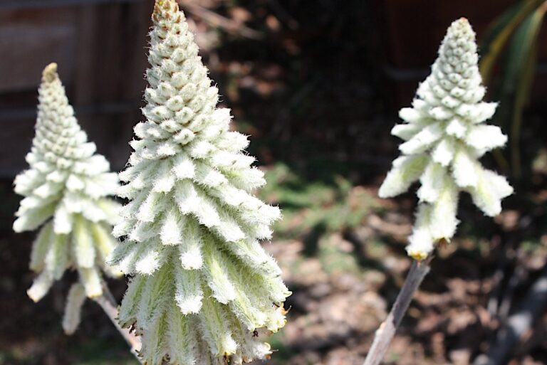 Succulents with Fibonacci Spirals