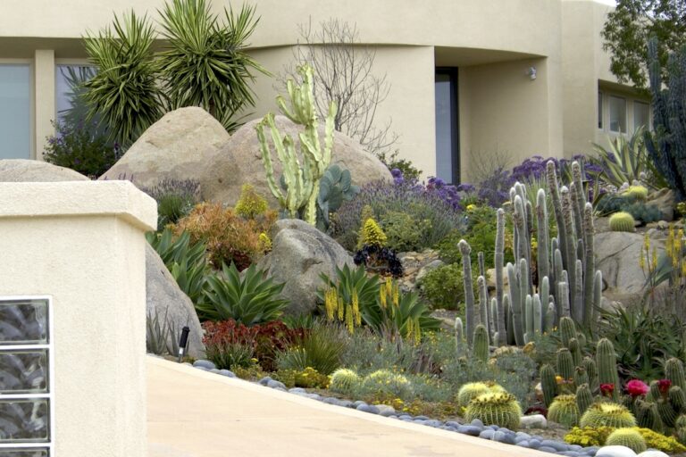Succulent Driveway Essentials - Debra Lee Baldwin