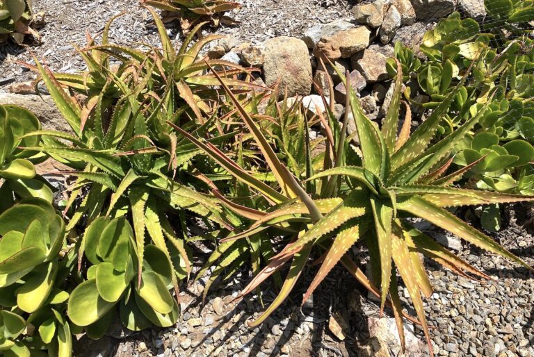 South African Succulents at the Safari Park Garden - Debra Lee Baldwin