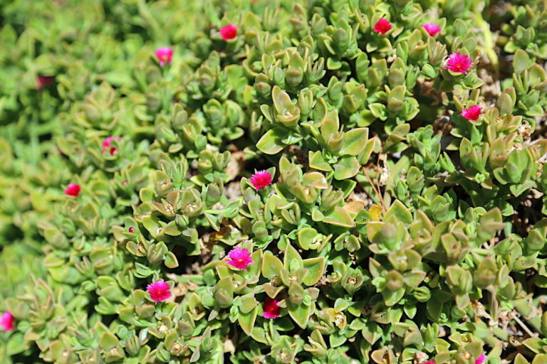 Ice Plant Uses Photos IDs | Succulent Expert Debra Lee Baldwin
