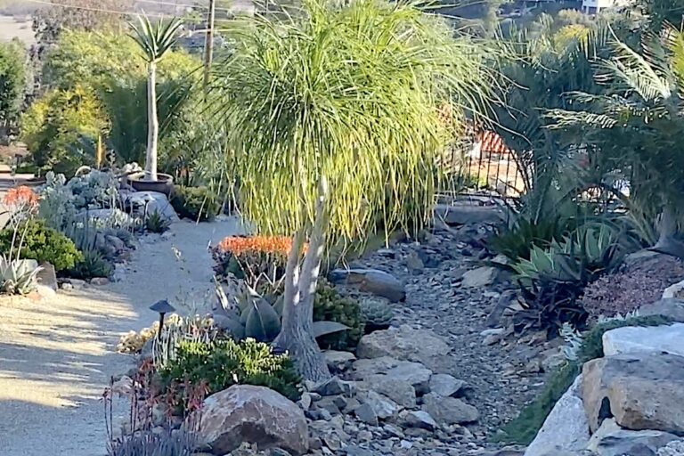 Succulent Slope Before & After - Debra Lee Baldwin