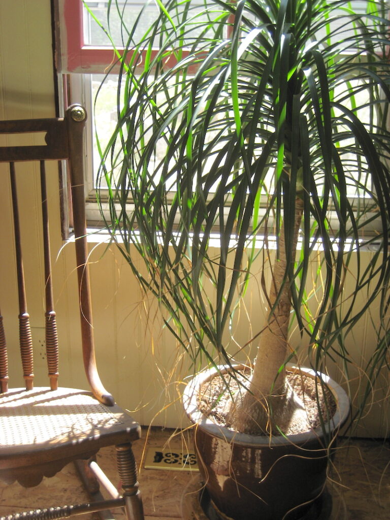 Yes, You Can Grow Beaucarnea recurvata (ponytail palm) - Debra Lee Baldwin