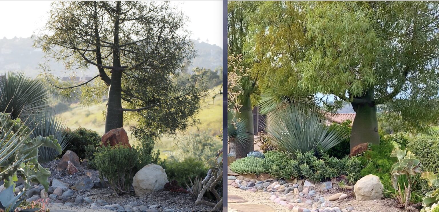 Carolyn's Dragon Tree Garden, Before-and-After - Debra Lee Baldwin