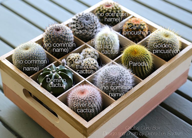 Cactus: Info, Photos and IDs