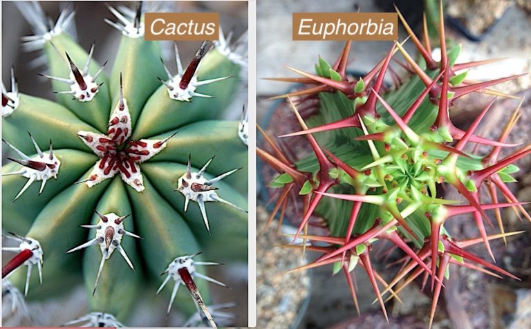 Euphorbia or Cactus? How to Tell - Debra Lee Baldwin