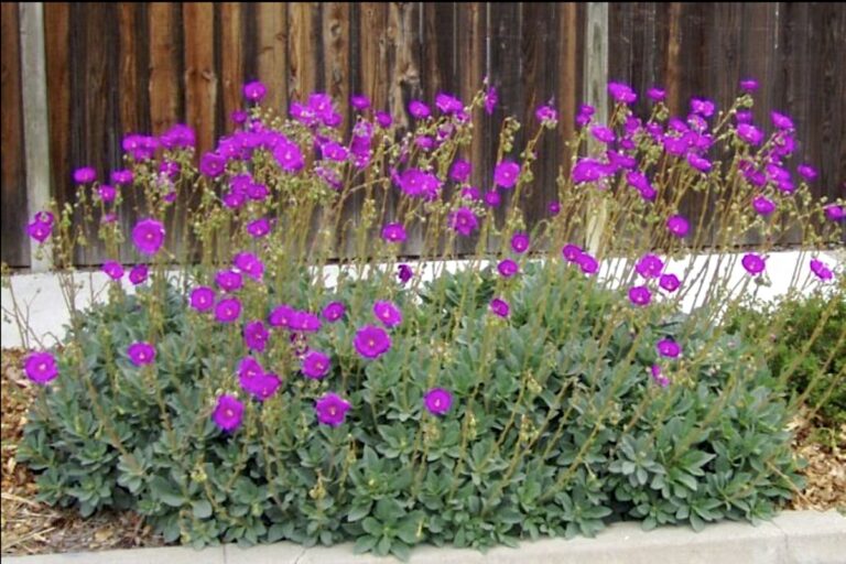 Grow Calandrinia (Cistanthe grandiflora, Purslane) - Debra Lee Baldwin