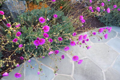 Grow Calandrinia (Cistanthe grandiflora, Purslane) - Debra Lee Baldwin