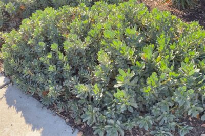 Grow Calandrinia (Cistanthe grandiflora, Purslane) - Debra Lee Baldwin