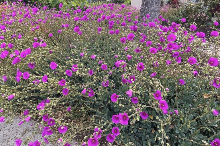 Grow Calandrinia (Cistanthe grandiflora, Purslane) - Debra Lee Baldwin