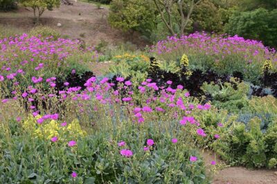 Grow Calandrinia (Cistanthe grandiflora, Purslane) - Debra Lee Baldwin