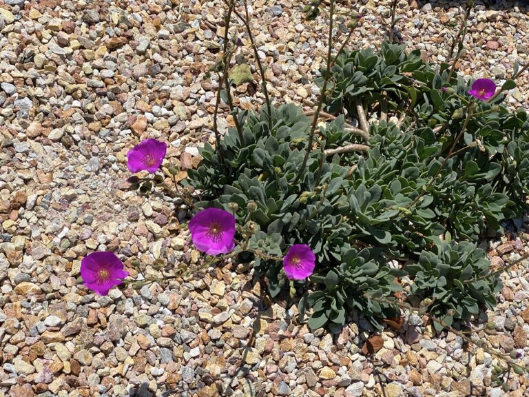 Grow Calandrinia (Cistanthe grandiflora, Purslane) - Debra Lee Baldwin