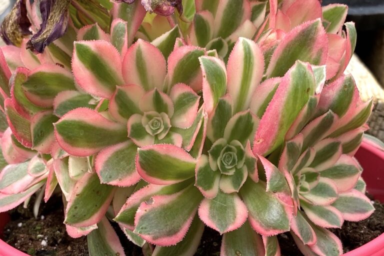 Red and Pink Aeoniums, Varieties and Care - Debra Lee Baldwin