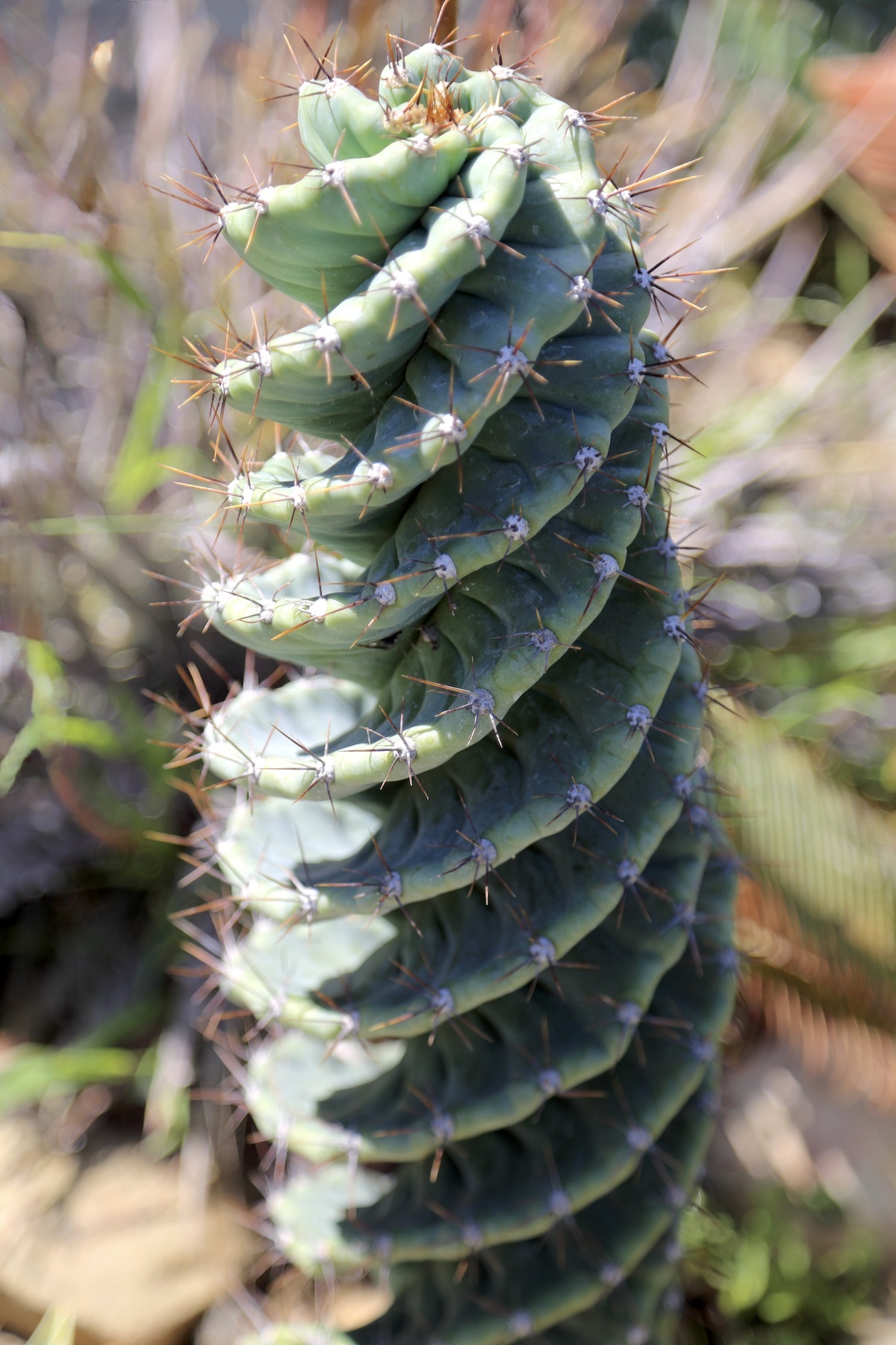 Crested and Monstrose Succulents with Normals - Debra Lee Baldwin