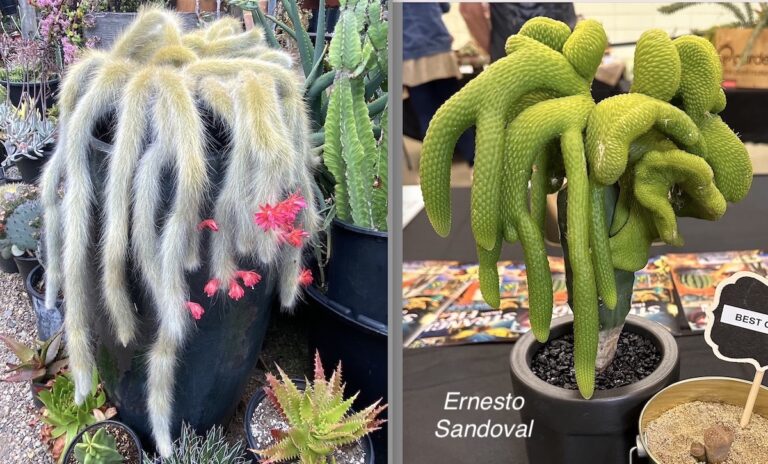 Crested and Monstrose Succulents with Normals - Debra Lee Baldwin