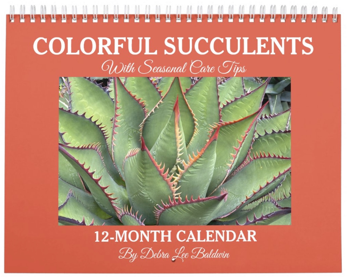 Succulents, Design & Expert Succulent Advice | Debra Lee Baldwin