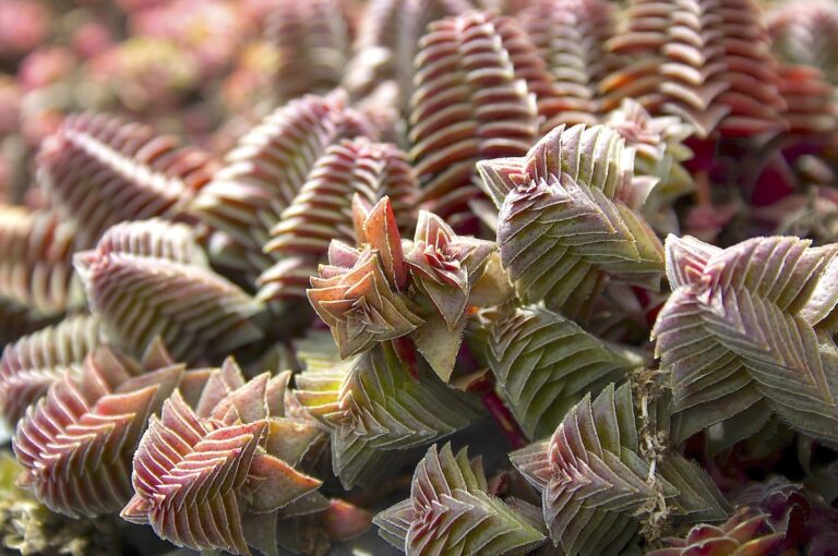 Discover Stacked Crassulas - Debra Lee Baldwin