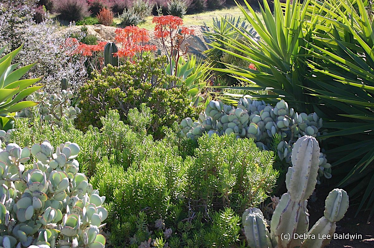 Grow Versatile "Mini Pine Tree" Crassula - Debra Lee Baldwin