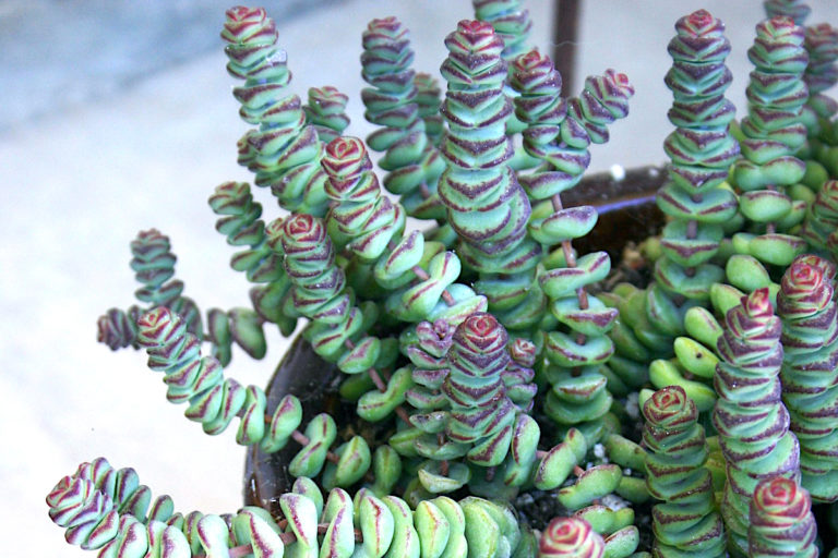 Shade Succulents: 80+ low-water plants for your garden's shady spots