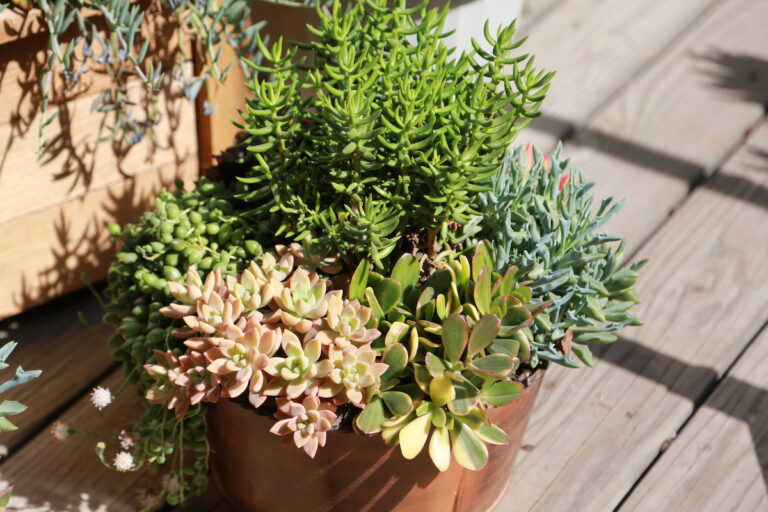Grow Versatile "Mini Pine Tree" Crassula - Debra Lee Baldwin