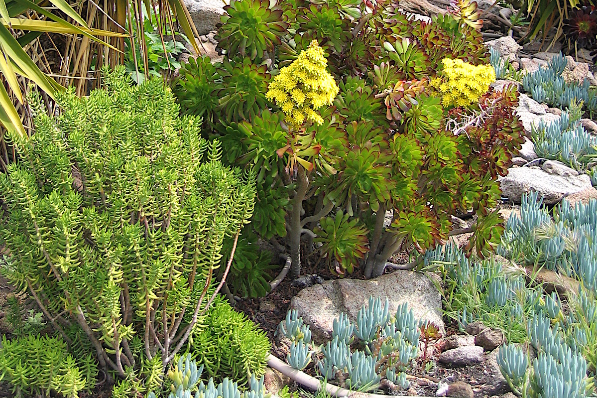 Grow Versatile "Mini Pine Tree" Crassula - Debra Lee Baldwin