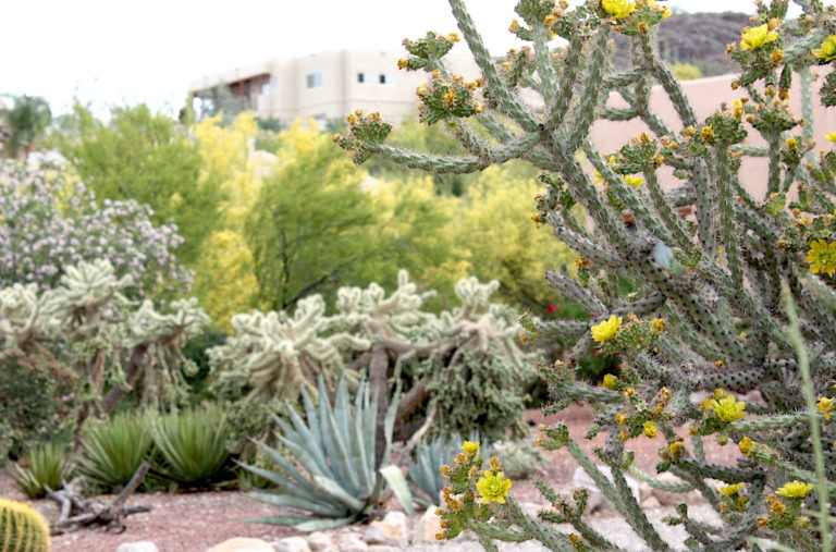 See the Sneaky Cholla That Bit Me and More