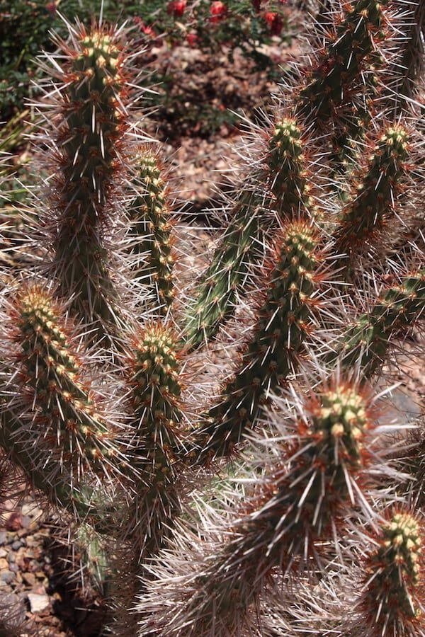 See the Sneaky Cholla That Bit Me and More